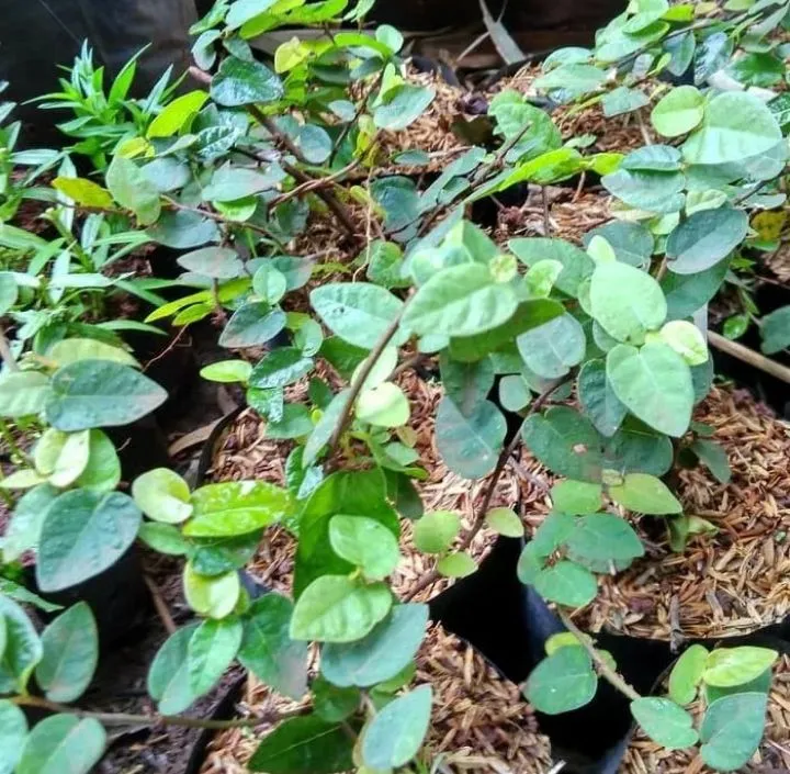 tanaman dolar daun kecil rambat | Lazada Indonesia