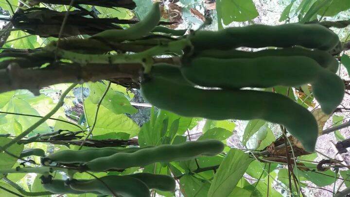 Biji Benih Tanaman Koro Benguk Kacang Babi | Lazada Indonesia