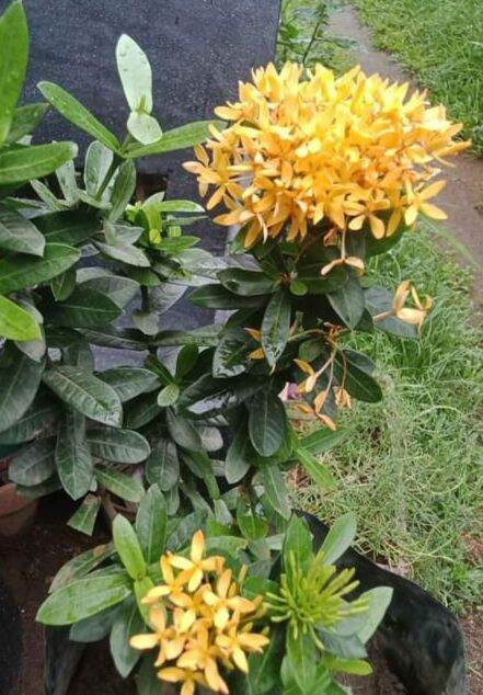 Dwarf santan LIVE Santan Red yellow pink white orange Rare to common ...