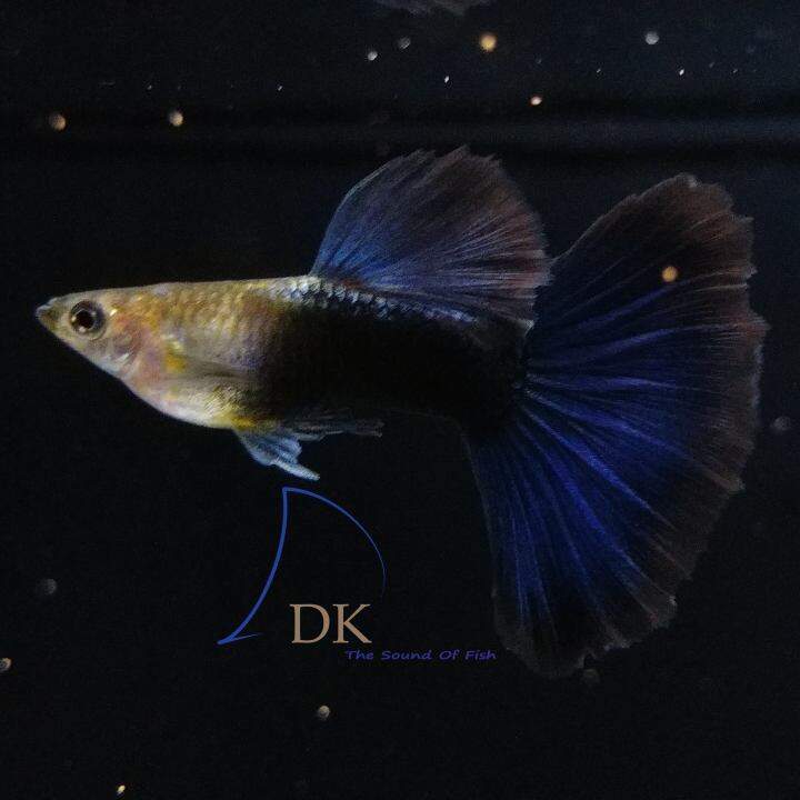 HB Blue guppy fish pure strain 蓝尾礼服, ships in a polystyrene foam box ...