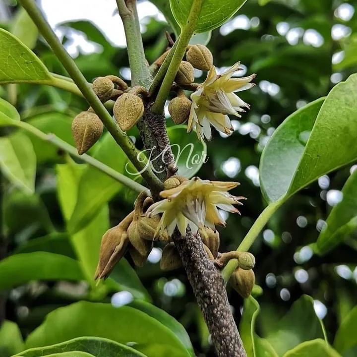 Pokok bunga tanjung - pokok jenis besar dengan bunga wangi | Lazada