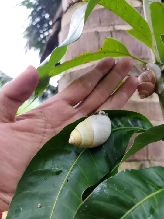 bekicot putih/bekicot albino/keong putih/siput putih | Lazada Indonesia