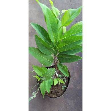 Atis Seedless Dwarf Hybrid Grafted Fruit tree Var | Lazada PH