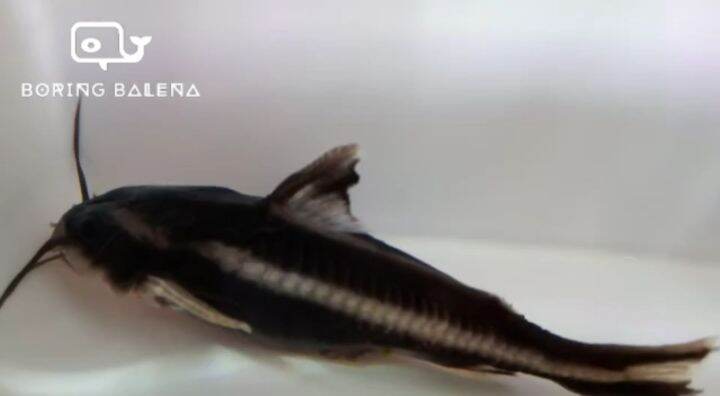 BRBN Striped Talking Catfish - Catfish - Ikan Catfish - Aquarium ...