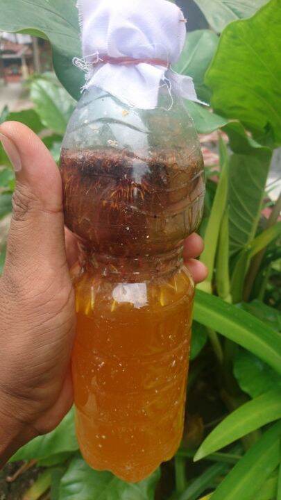 JAMUR JAKABA SERAT ORANGE PUPUK ORGANIK 500ML /BIBIT JAMUR JAKABA JAMUR ...