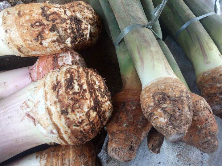 Talas Bogor talas jepang talas sutera talas bentul | Lazada Indonesia