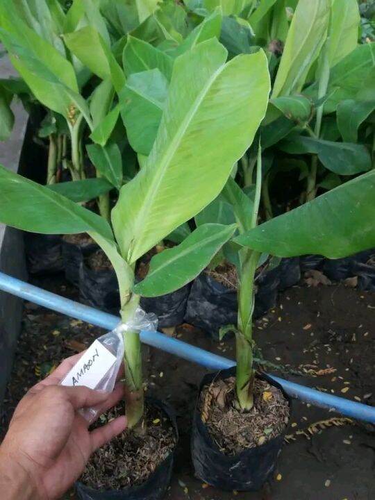 bibit pisang Ambon Benih pohon tanaman buah dalam pot tabulampot ...