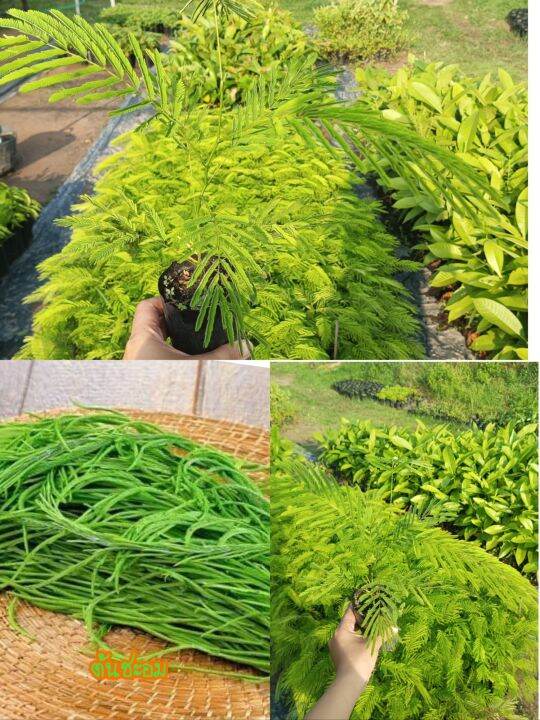 ต้นชะอม เพาะ ติดเร็วพร้อมปลูก ซื้อครบ 5 ต้นแถมฟรี 1 ต้น | Lazada.co.th