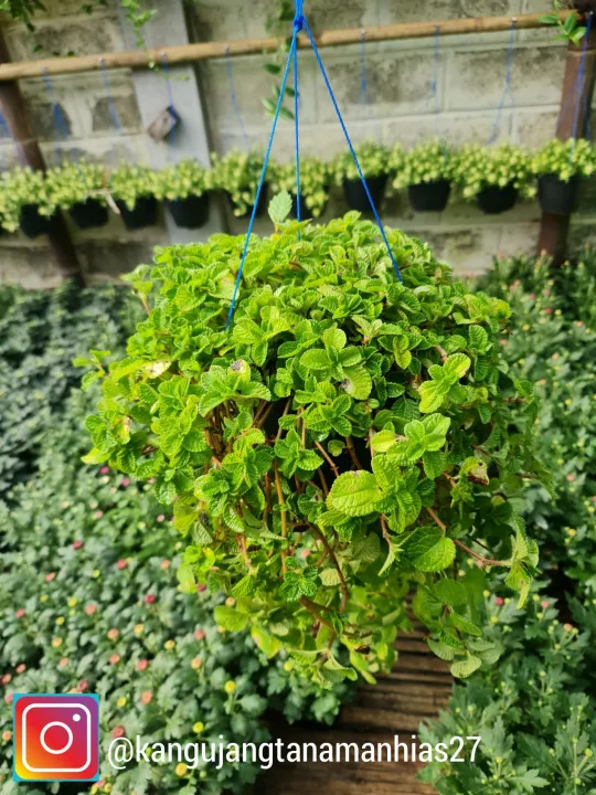 Tanaman Hidup | Mint hias ( 1 POT Super Rimbun ) | Lazada Indonesia