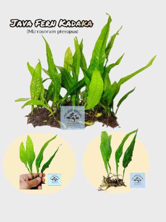 Java fern aquascape kadaka aquascape kadaka air tanaman aquascape ...
