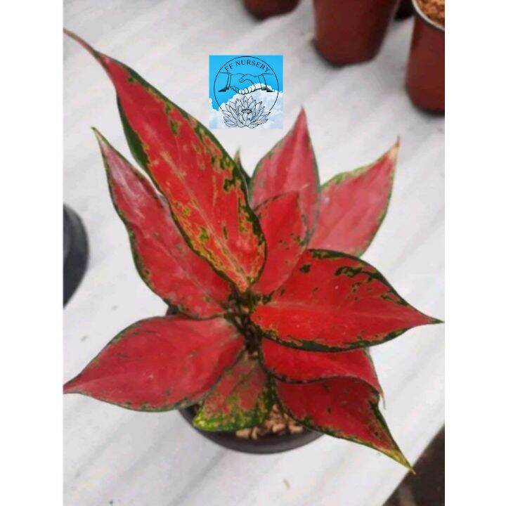 aglonema ruby garuda/red garuda | Lazada Indonesia
