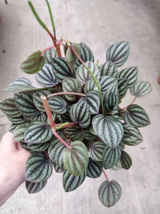 Emerald Ripple Peperomia | Lazada