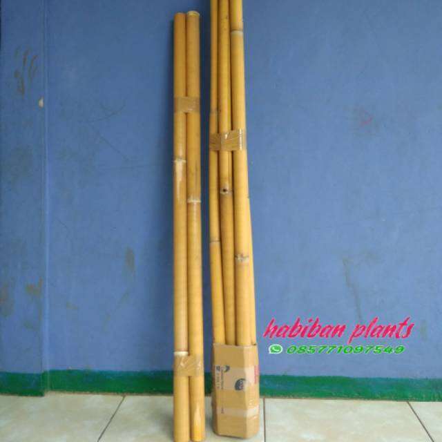 bambu kuning | Lazada Indonesia