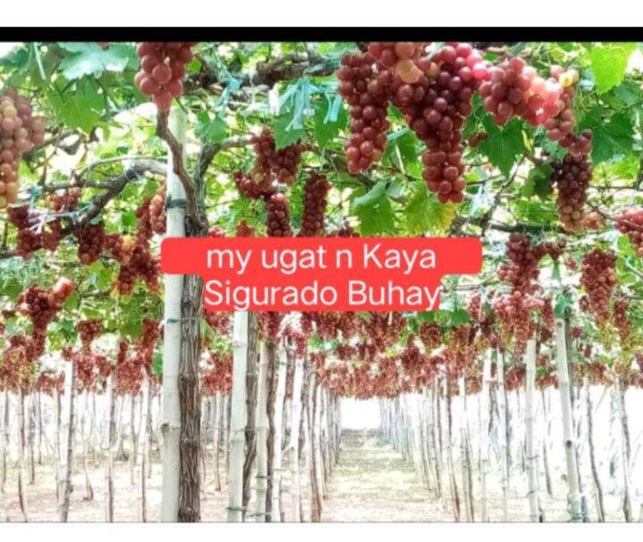 Grapes cardinal my Dahon na with freebies | Lazada PH