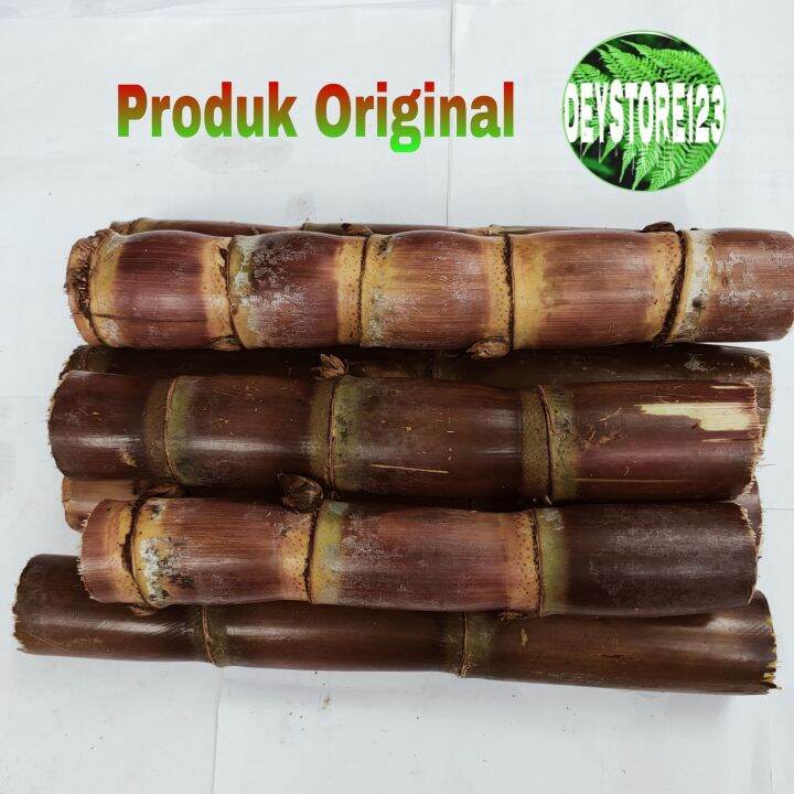 Tebu merah Segar kemasan 1 kg | Lazada Indonesia