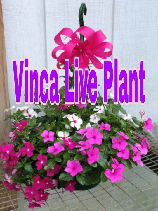 vinca Chichirica periwinkle Live plant Outdoor hanging or Ground Design ...