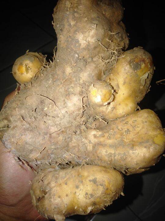 Ubi Gembili Asli Super /1kg | Lazada Indonesia