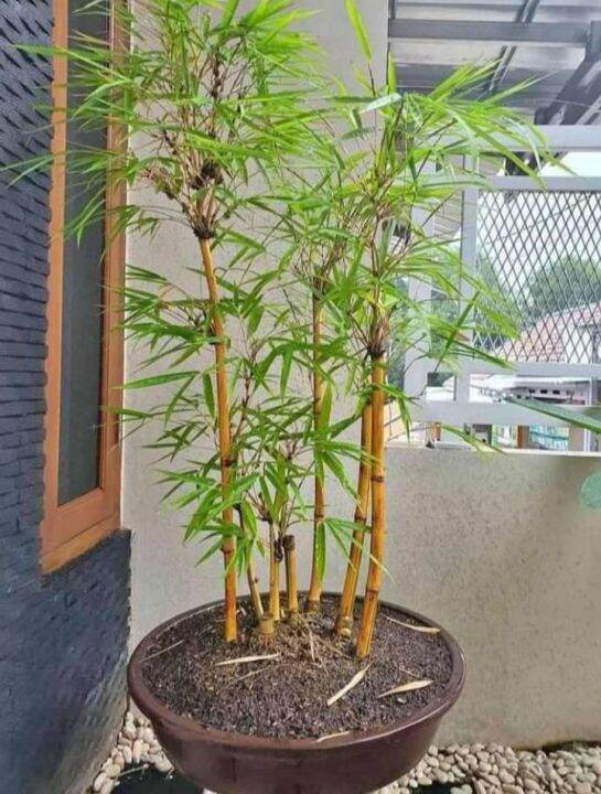 Bibit Bambu Kuning 1 Meter Tanaman Hias | Lazada Indonesia
