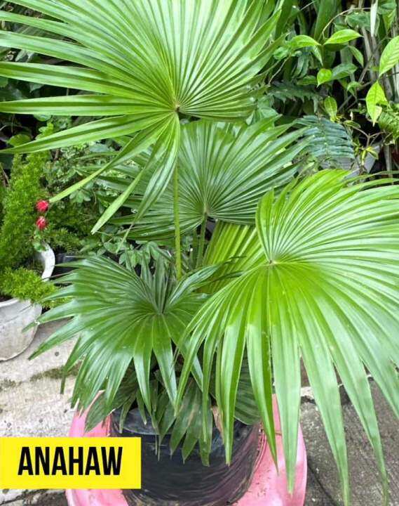 ANAHAW PLANTS LIVE AND ROOTED 🌿 | Lazada PH