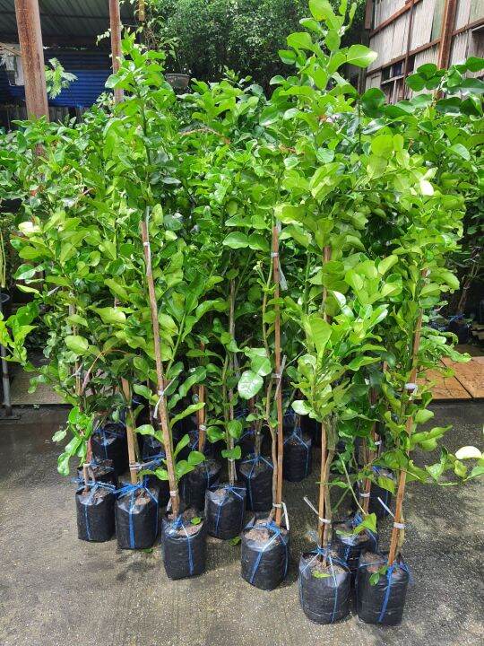 ต้นมะกรูด สูง 100ซม. ขึ้น มะกรูด · ชื่อสามัญ Kaffir lime, Leech lime ...