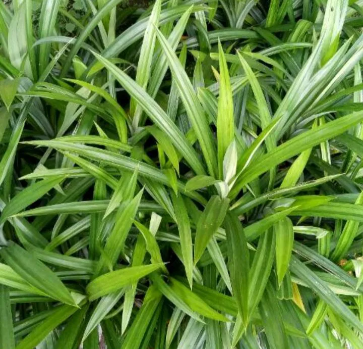 Daun pandan wangi makanan alami per 15lembar | Lazada Indonesia