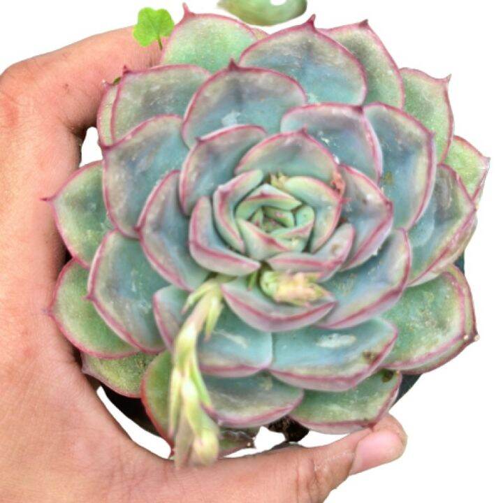 Hercules Korean Succulent Plant (UPROOTED) NOT SEED / LIVE PLANT ...