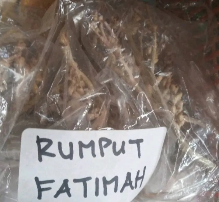 rumput fatimah 1 batang | Lazada Indonesia