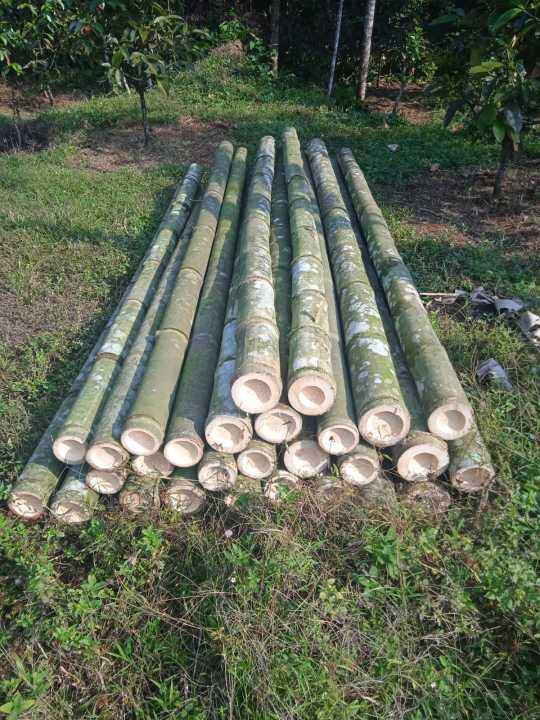 Bambu Petung Super Tua Utuh Bulat Bahan Layangan Diameter 10-14cm ...