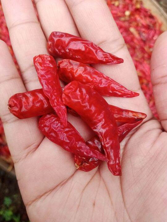 CABE RAWIT MERAH/CENGEK/CAPLAK KERING 100 GRAM | Lazada Indonesia