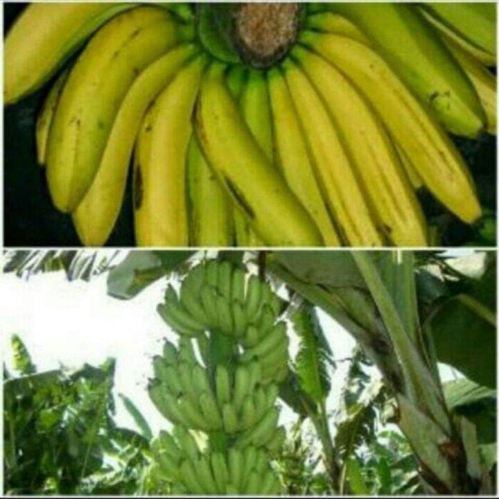 bibit pisang ambon kuning siap tanam | Lazada Indonesia