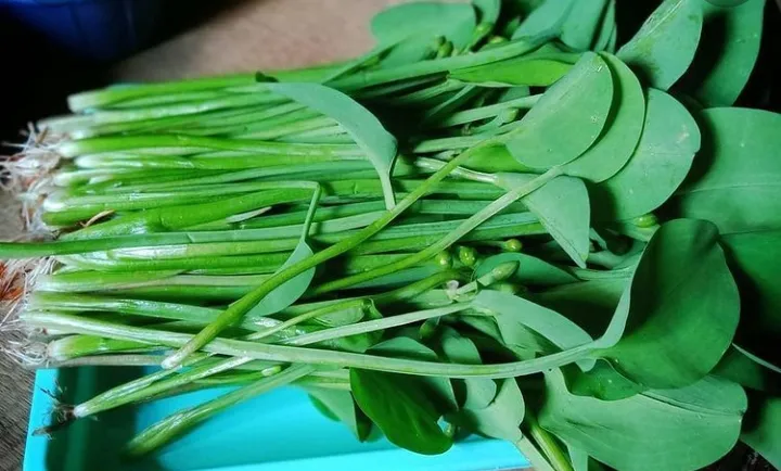 daun genjer | Lazada