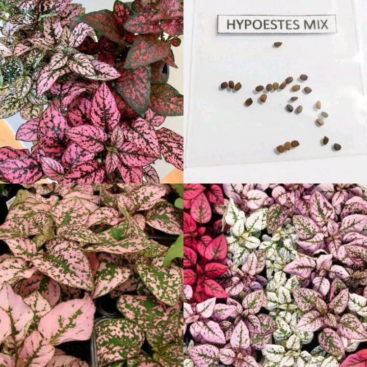 HYPOESTES MIXED seeds | Lazada PH