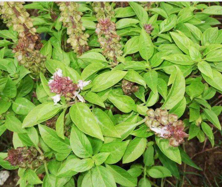 pokok kemangi | Lazada