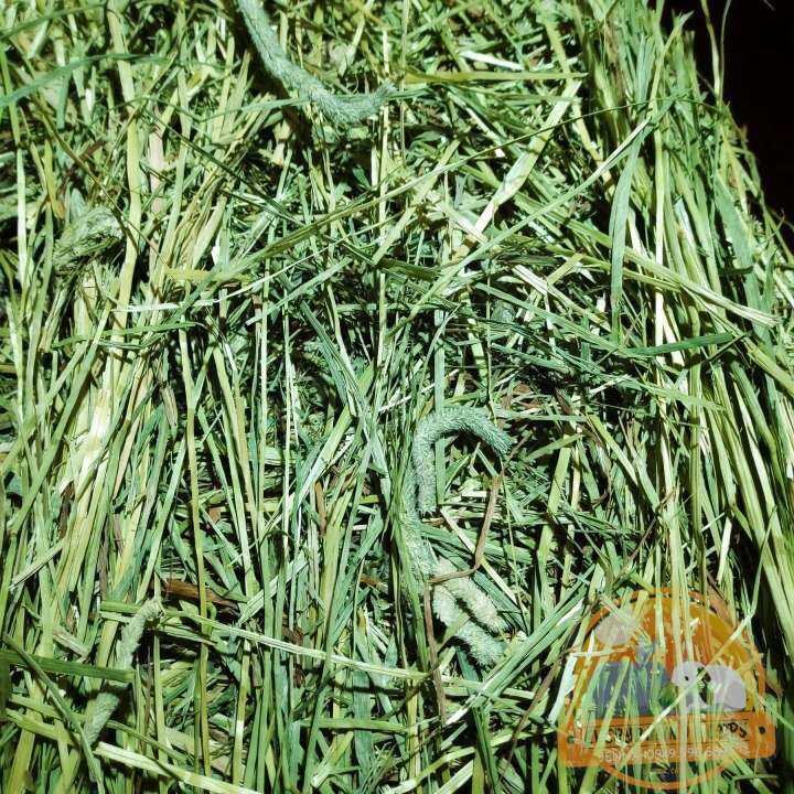 Blue Mountain Timothy Hay 1kg | Lazada PH