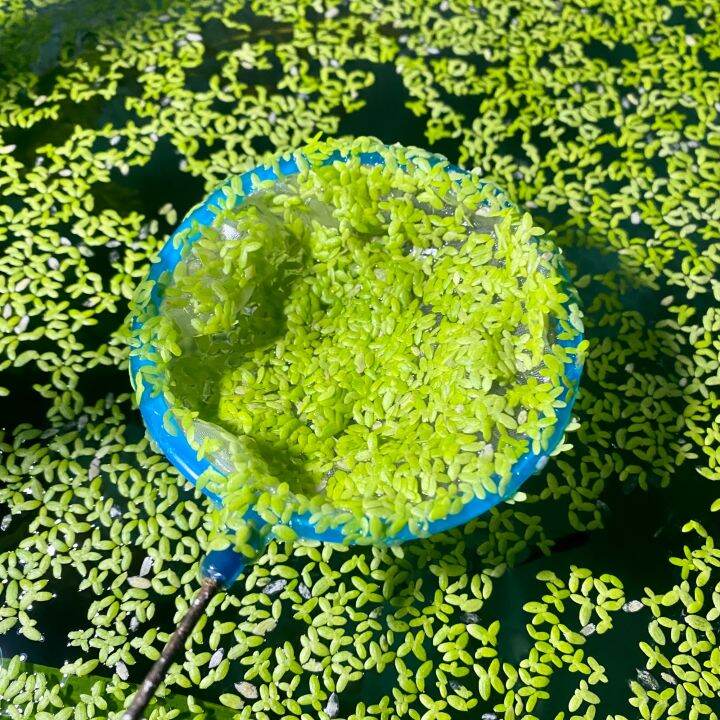 Duckweed pokok air | Lazada