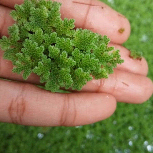 TANAMAN AIR~AZOLLA PAKAN TERNAK~AZOLLA MYCROPHYLLA~HIASAN KOLAM~500 ...
