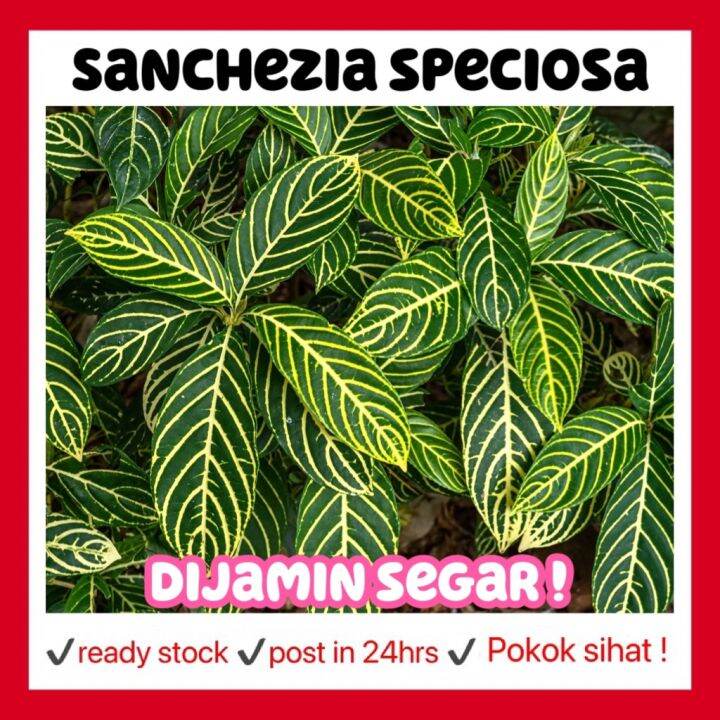 RINA • sanchezia speciosa • nobilis pokok outdoor hiasan tanaman ...