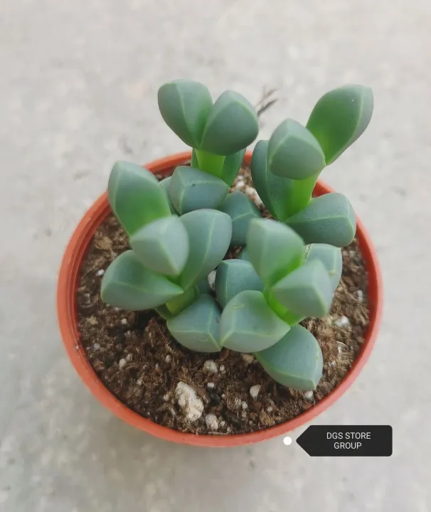 鹿角海棠 Astridia velutina Succulent | Lazada