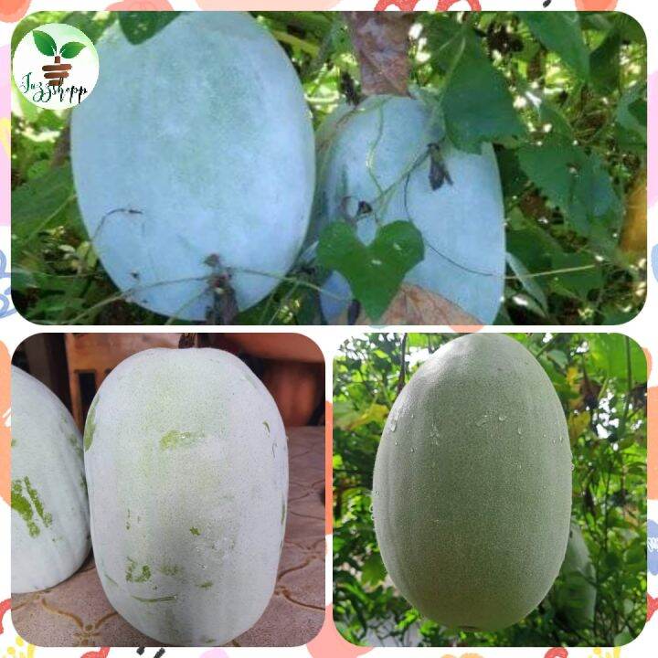 kundol Seeds /Wintermelon Seeds for planting New Harvest | Lazada PH