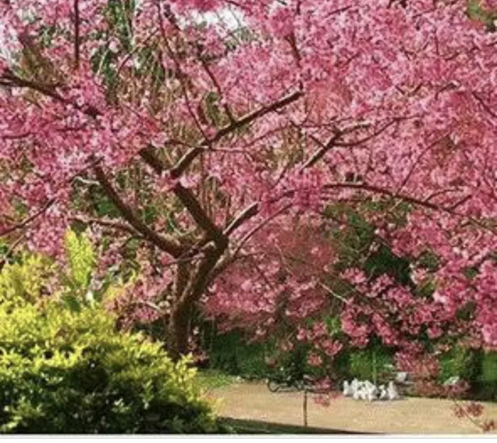 Japanese Flowering Cherry Blossom Sakura Seeds High Germination | Lazada PH