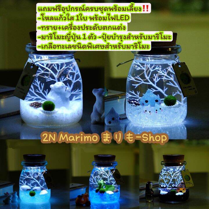 (สินค้าพร้อมส่ง) มาริโมะ Marimo Set LED แถมฟรีอุปกรณ์ครบชุดพร้อมเลี้ยง | Lazada.co.th
