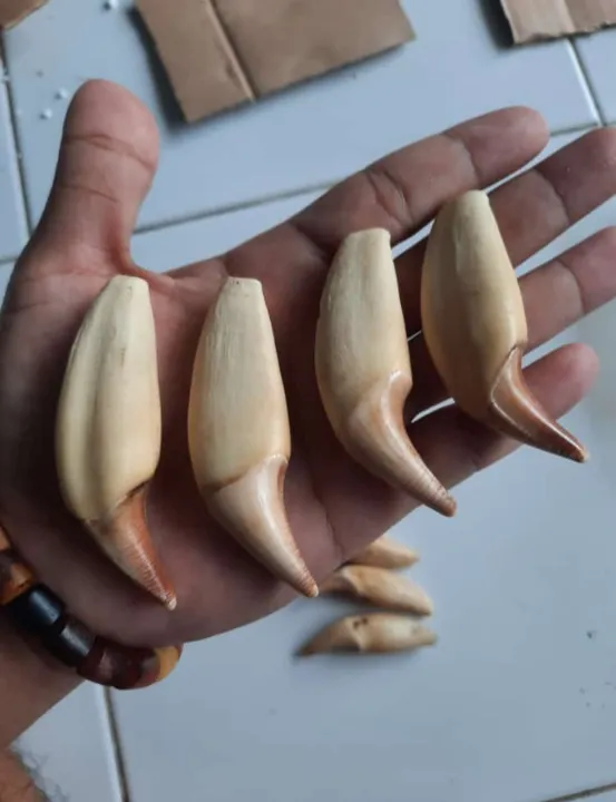 taring bruang asli | Lazada Indonesia