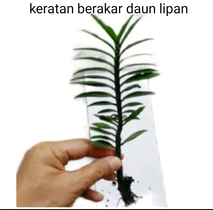 keratan pokok daun lipan penawar bisa lipan kalajengking tebuan ular ...