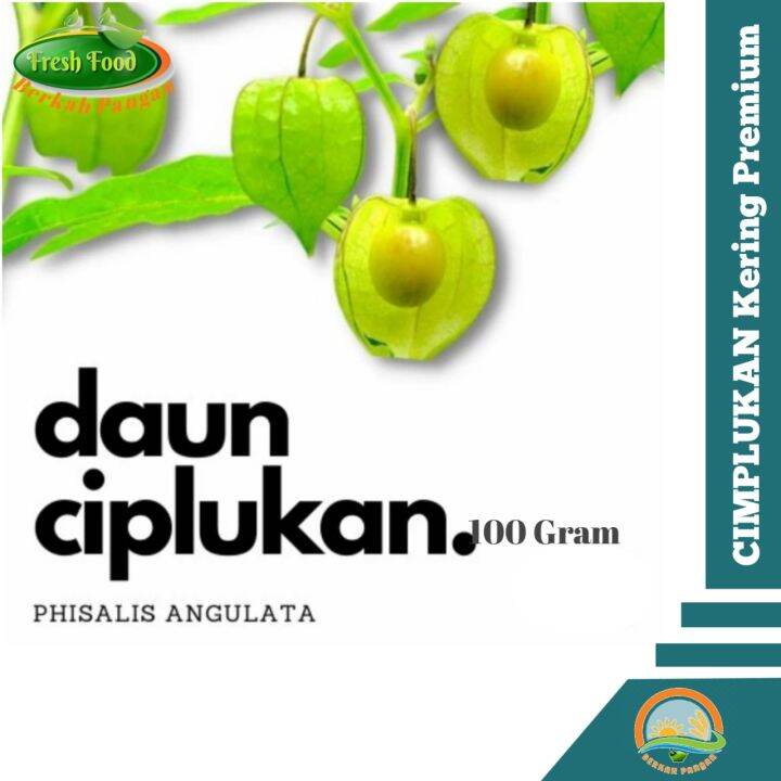 Daun CIMPLUKAN Kering Premium Quality | Lazada Indonesia