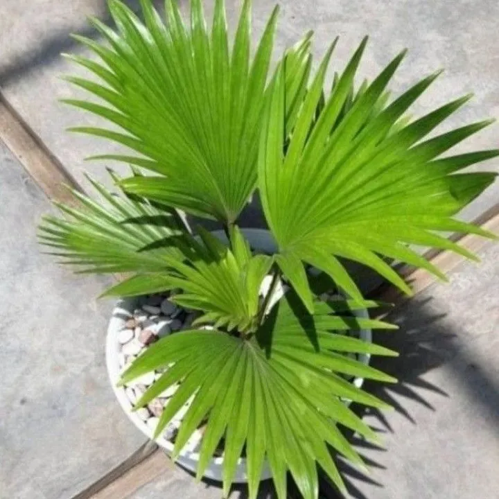 tanaman palem sadeng / palem kipas / bintang | Lazada Indonesia