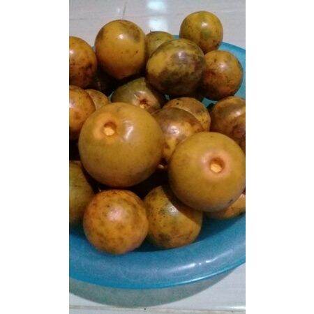 Jual buah campoleh atau campolai segar 1kg | Lazada Indonesia