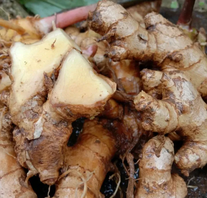 lempuyang gajah 1kg | Lazada Indonesia