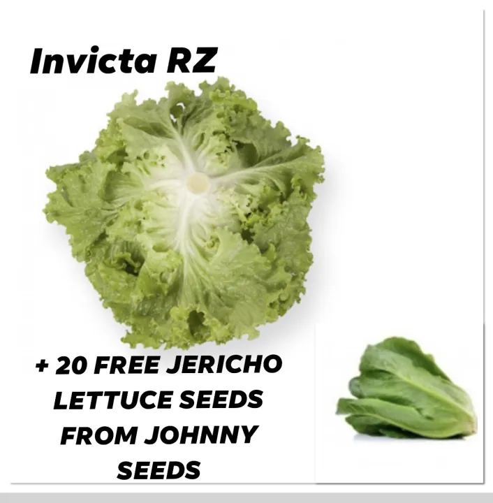 50 seeds INVICTA RZ REPACKED + 20 FREE JERICHO LETTUCE FROM JOHNNY ...