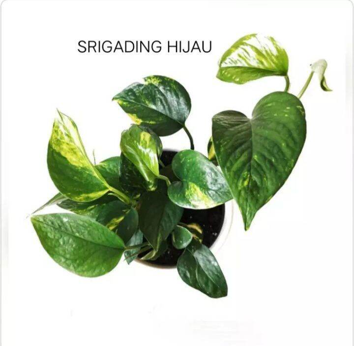 tanaman sirih gading hijau - sri gading hijau | Lazada Indonesia