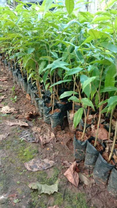 Bibit Gaharu Unggul ukuran -+ 50 cm // Bibit Kayu Gaharu Murah | Lazada ...